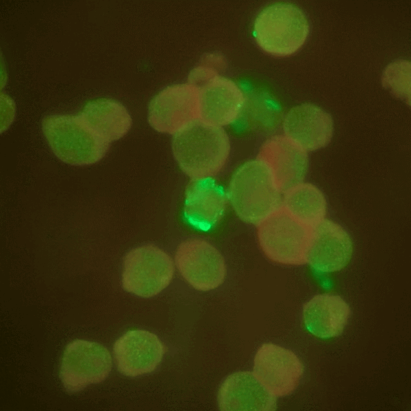MegaFLUO®ANAPLASMA phagocytophilum - Укрбіопрепарат